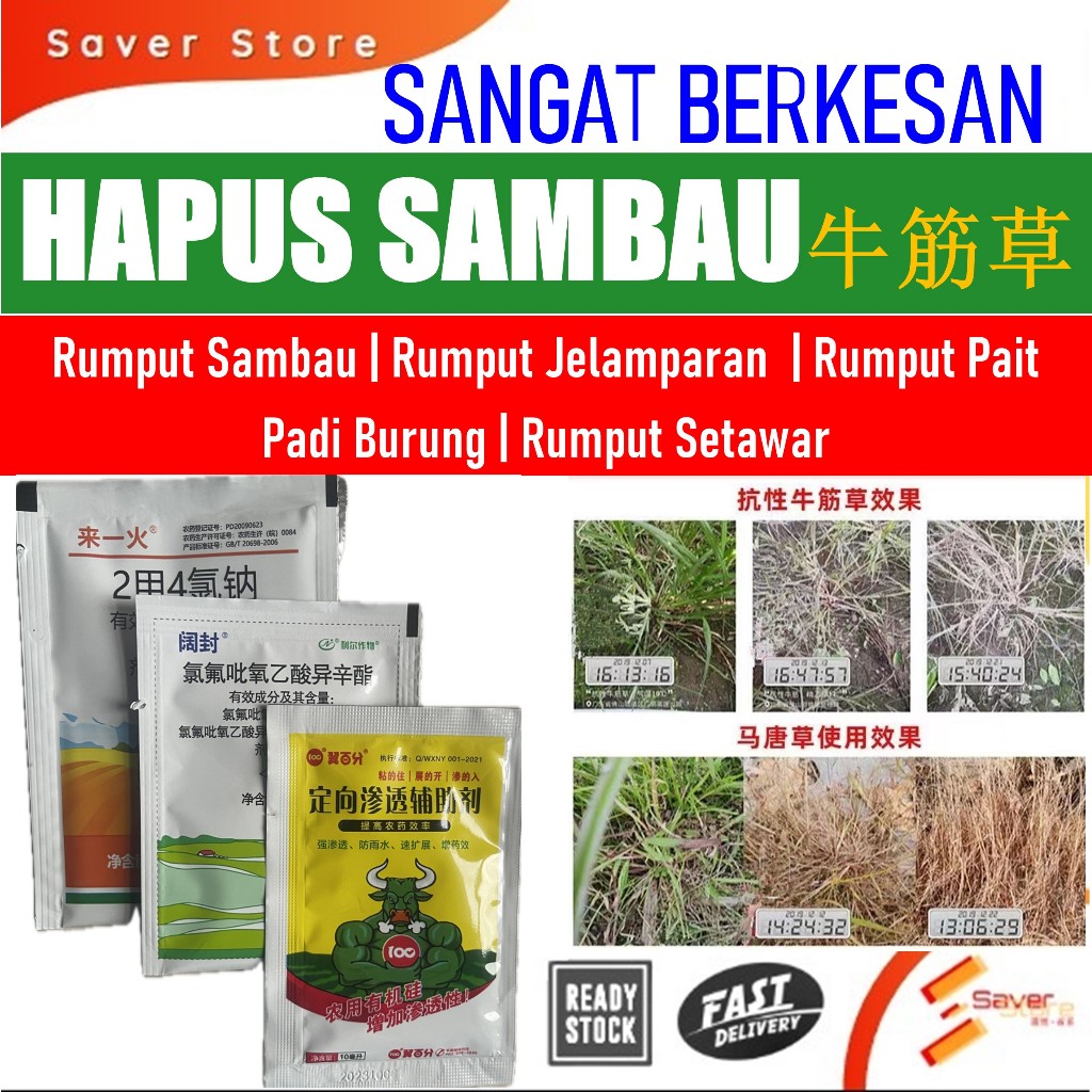 Hapus Rumpai Rumput Sambau Rumput Jelamparan Rumput Pait Rumput Padi ...