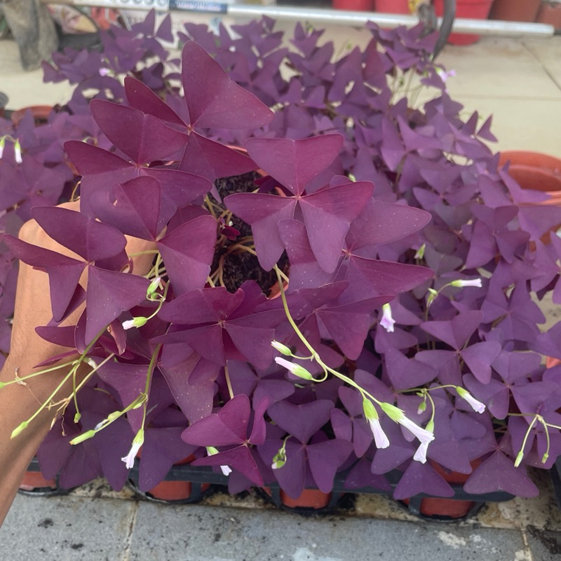 Oxalis Triangularis POT 105 / Pokok Bunga Rama-Rama (Purple) / Pokok ...