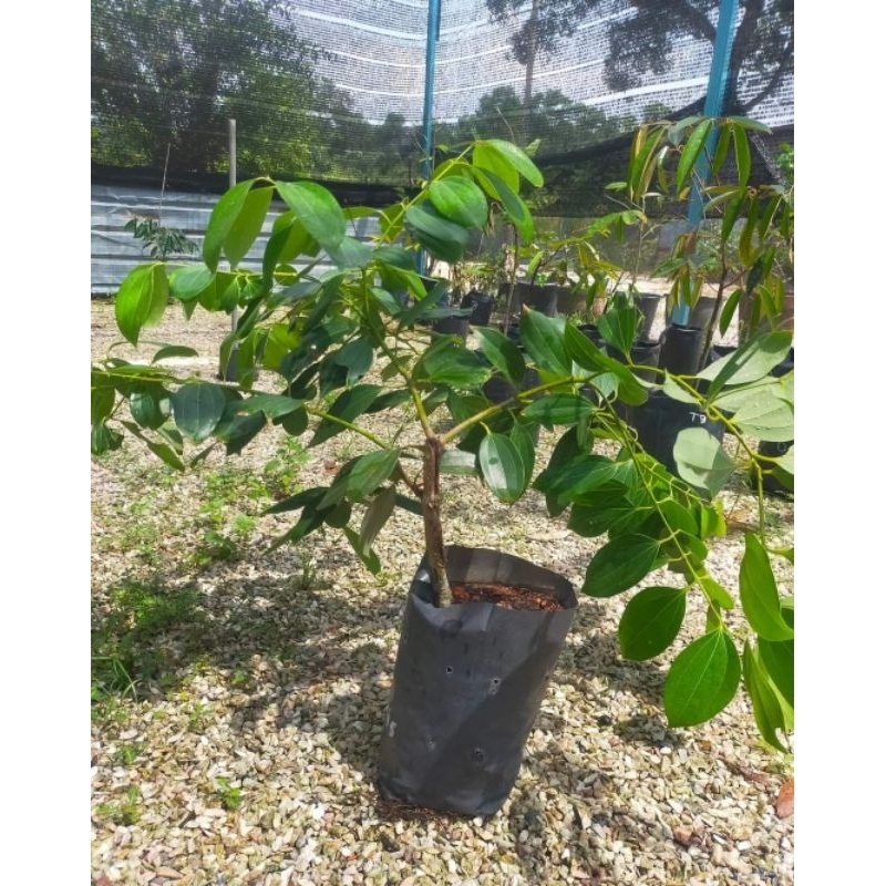 Anak Pokok Kulit Kayu Manis/Cinnamon Live Tree | Shopee Malaysia