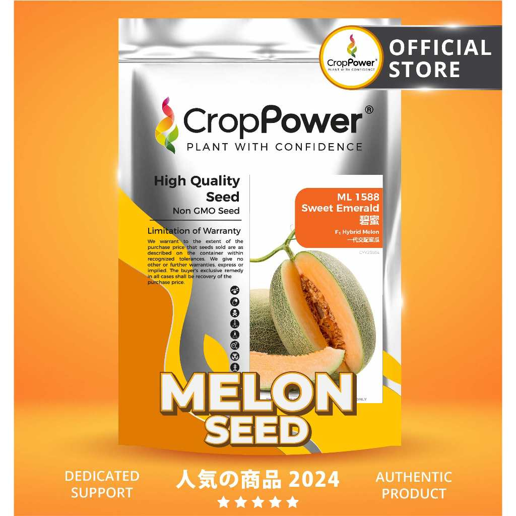 (500 SEED) Biji Benih Melon Sweet Emerald 碧蜜 ML1588 CROP POWER Melon ...