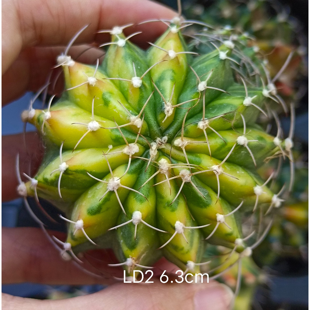 MULTIPLE RIBS LOST ID CACTUS (OFFSETs with short roots) | Shopee Malaysia
