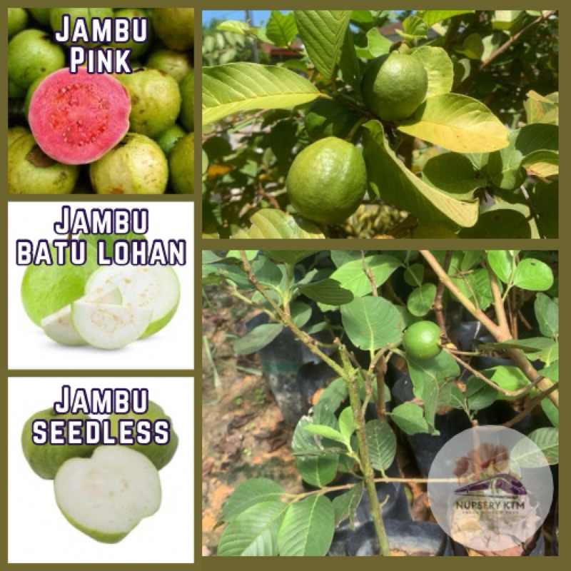 Anak pokok jambu batu hybrid / pokok jambu cepat berbuah | Shopee Malaysia