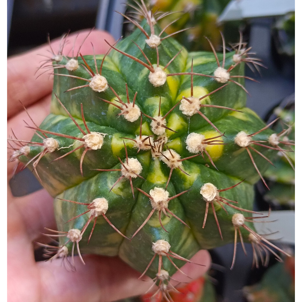 PEARL BONE ID CACTUS (OFFSETS WITH SHORT ROOTS) | Shopee Malaysia