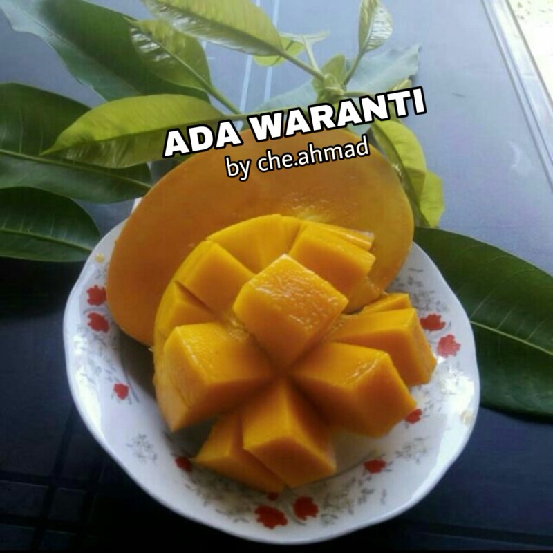 Mangga Harumanis Perlis 1 KG (max 5 kg per order) | Shopee Malaysia