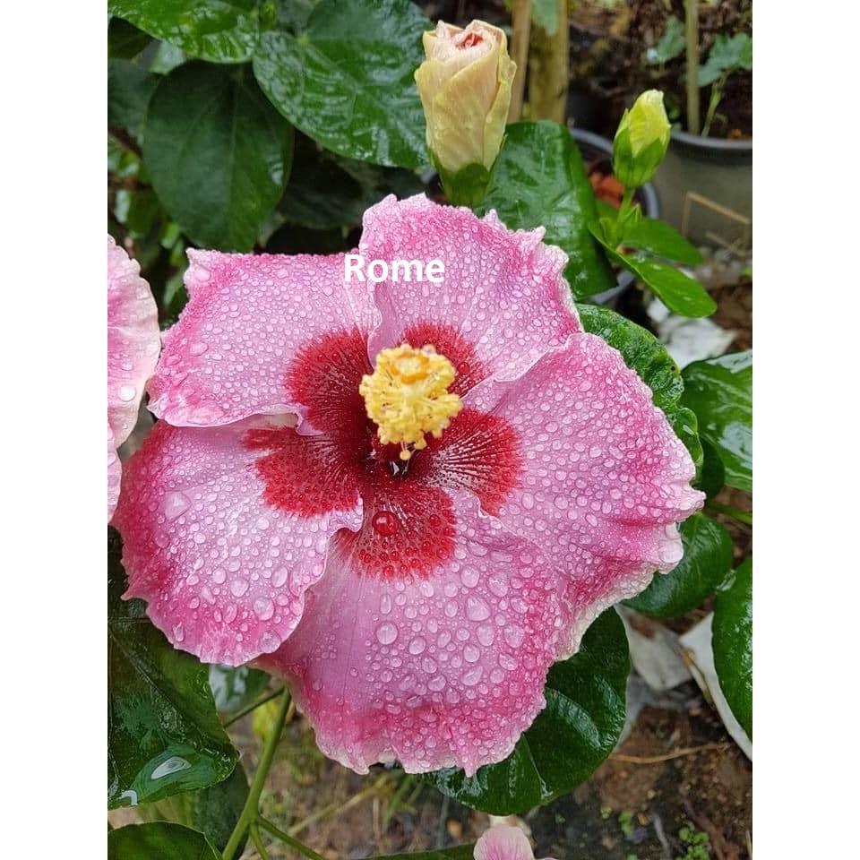 Anak Pokok Bunga Raya/Hibiscus Hibrid/Hybrid Impot Season 3 | Shopee ...