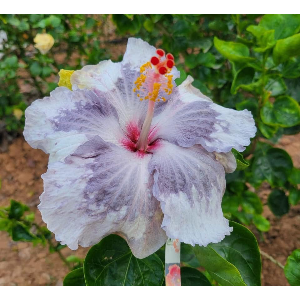 Anak Pokok Bunga Raya/Hibiscus Hibrid/Hybrid Impot Season 2 | Shopee ...