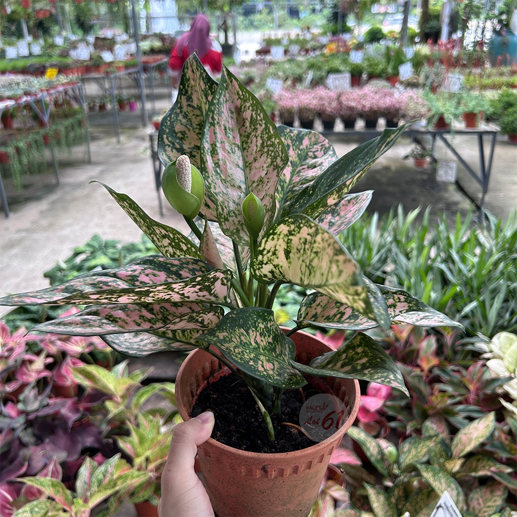 [Paling Horticulture Sdn Bhd] Aglaonema Etta Rose / Eileen | Chinese ...