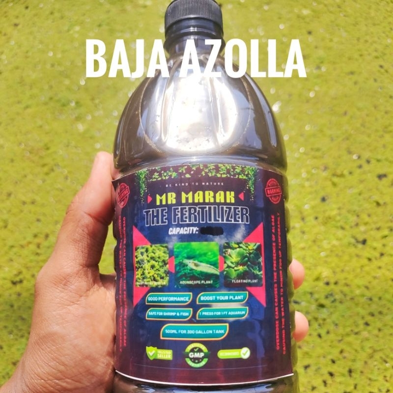 Azolla Microphylla Tumbuhan Air Makanan Ikan Tinggi Protein (Azola ...