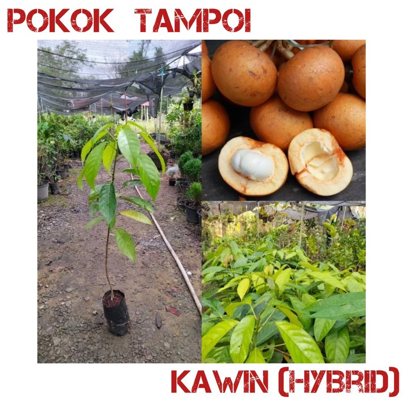 Pokok tampoi kawin( hybrid )pokok tampoi kawin thai cepat berbuah ...