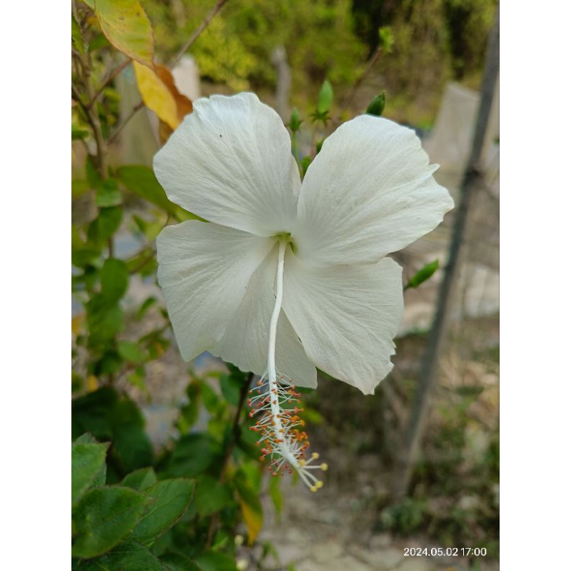 Anak pokok bunga raya putih ( 1 polibeg 2 anak pokok ) | Shopee Malaysia