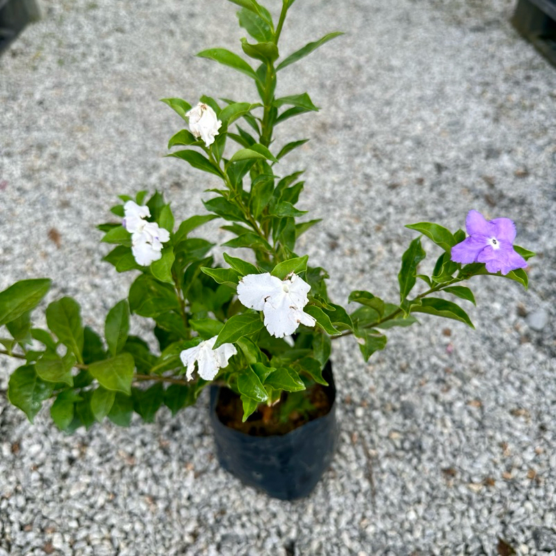 🔥WANGI🔥 YTT TREE / Pokok Ytt / Yesterday Today Tomorrow / Brunfelsia ...