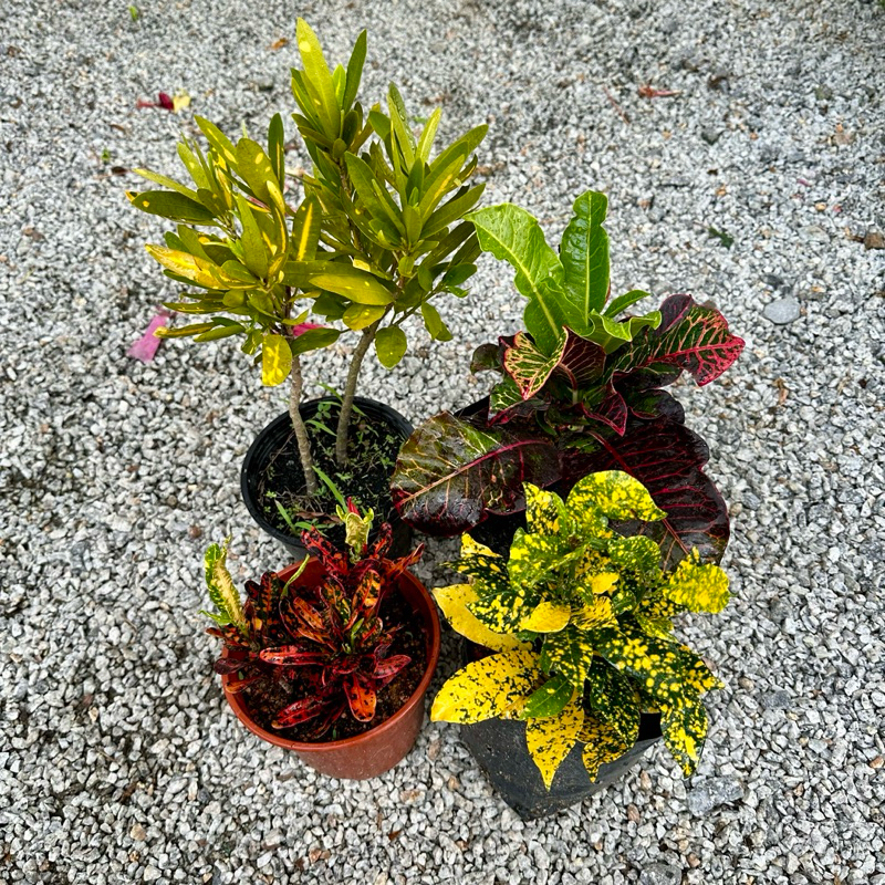 🔥OUTDOOR🔥 POKOK PUDING THAI / Garden Croton / Codiaeum Variegatum ...