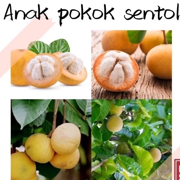 Happi GO Anak Pokok Buah Sentul | Shopee Malaysia