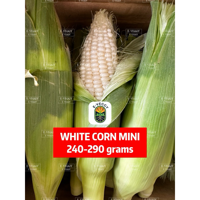 [PRE-ORDER | 预购] 1set 10pcs | Grade mini Cameron Highlands Sweet White ...