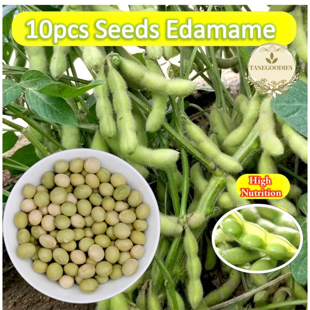 10pcs Seeds Japan Edamame Biji Benih Kacang Bulu Soya 日本毛豆种子 | Shopee ...