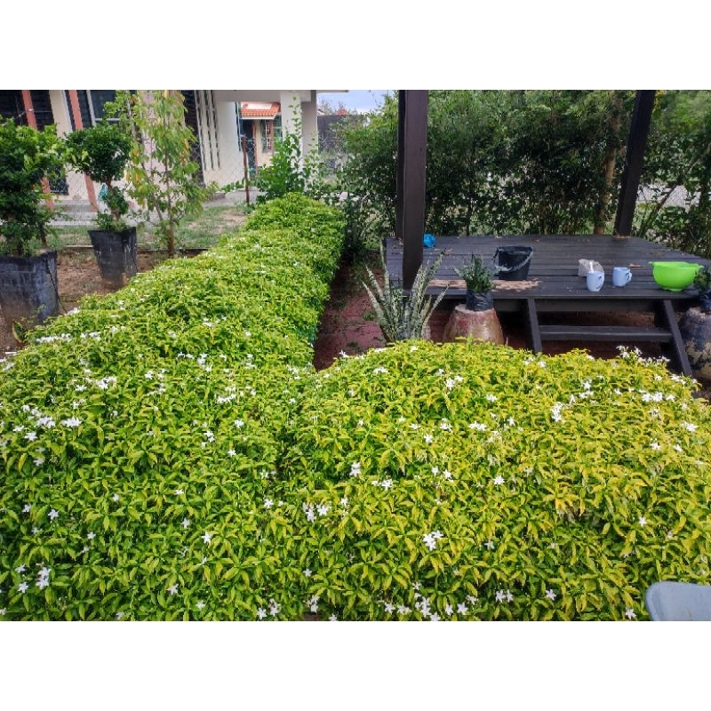 Pokok jasmine / pokok lanskap / pokok kubur / pokok jasmin | Shopee ...