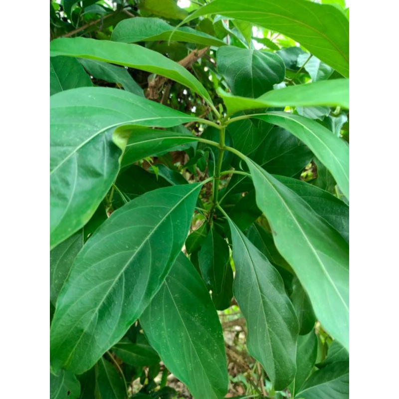 Daun mengkudu /balut batu tungku 30 helai | Shopee Malaysia