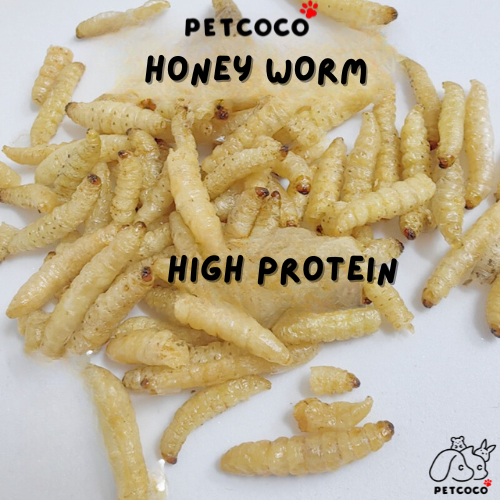 PetCoCo 🐾 Freeze Dried Honey Worm 10g Bean Hornworm High Protein ...