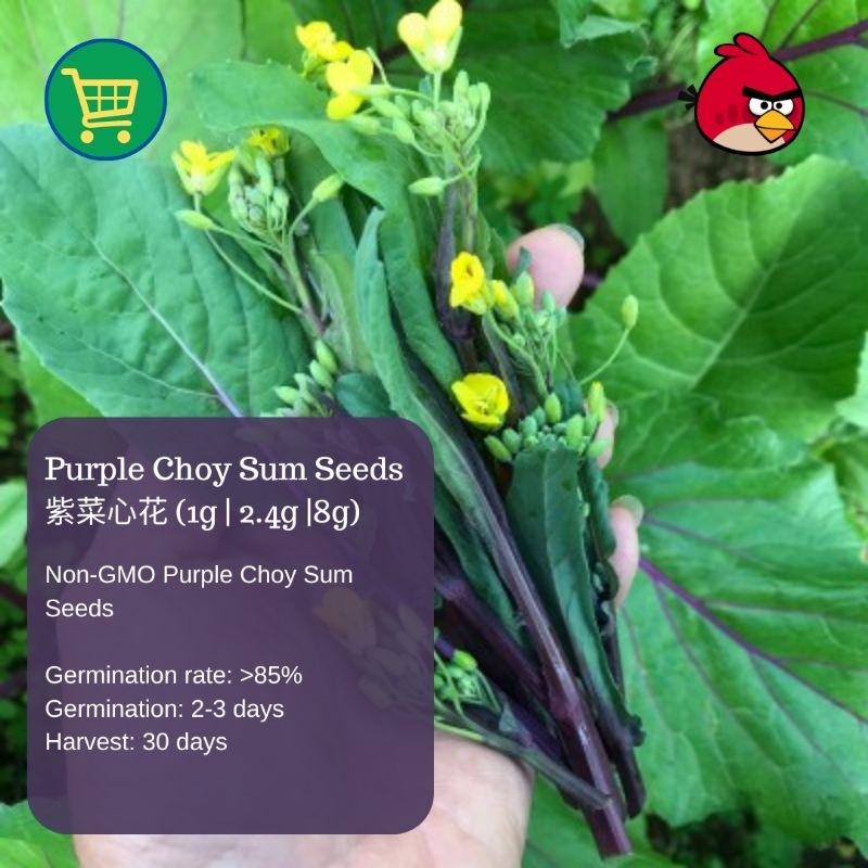 Purple Choy Sum Seeds 紫菜心花 (1g | 2.4g | 8g) | Shopee Malaysia