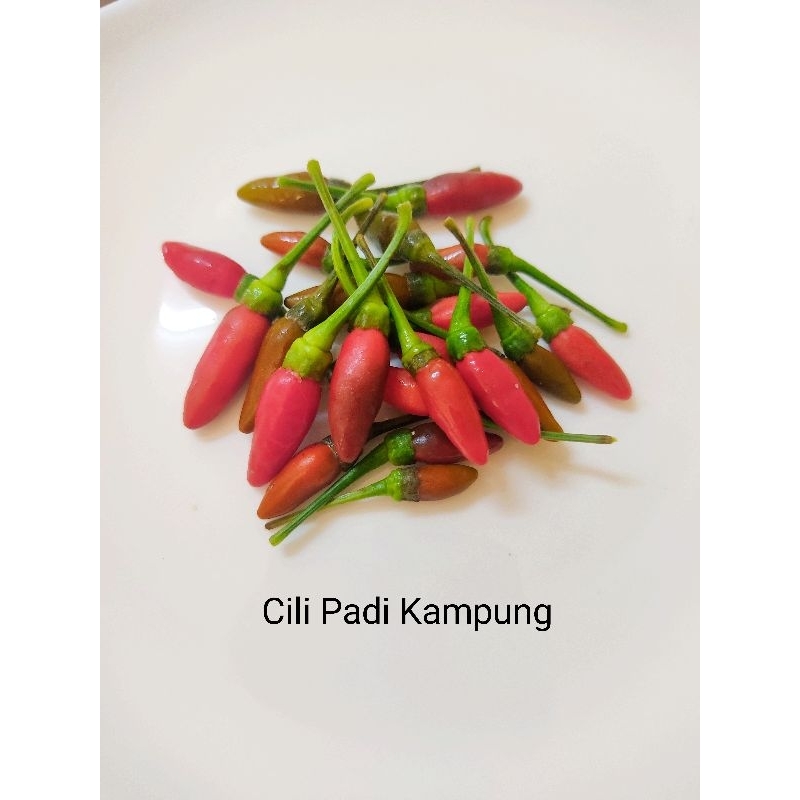 40 biji Benih cili padi kampung /cabai burung. 小辣椒. | Shopee Malaysia