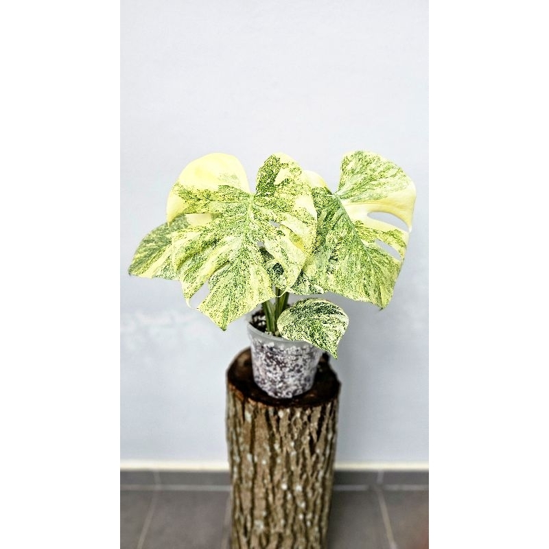 Monstera Legacy (LEGACY) | Shopee Malaysia