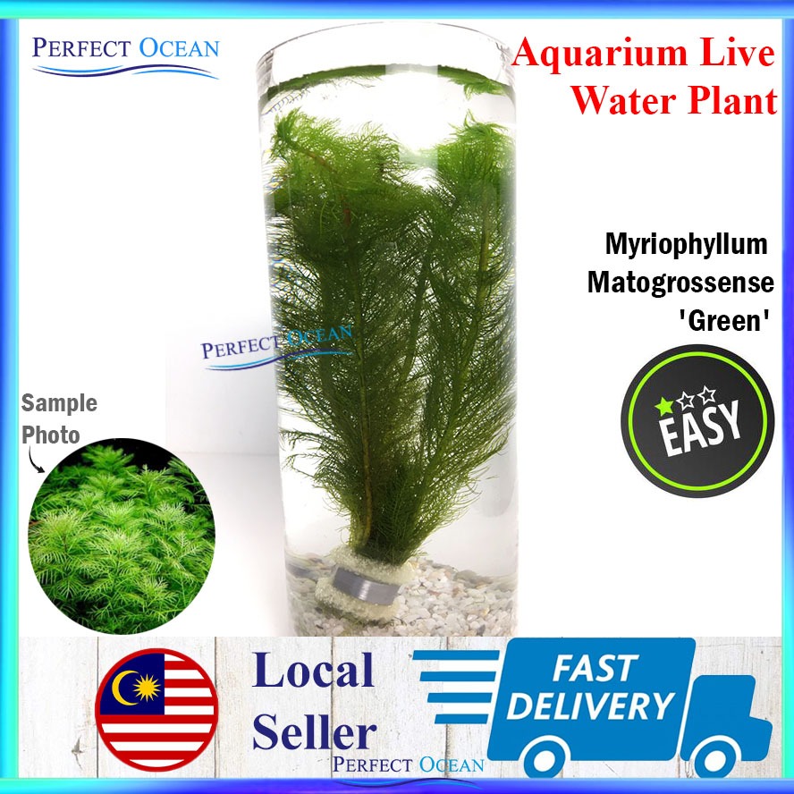 Aquatic Live Aquarium Water Plant Low Level Aquascape Java Fern Moss ...