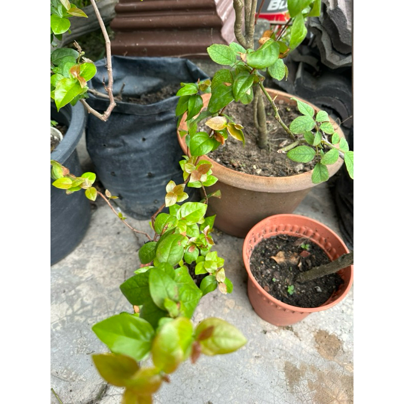 Anak pokok ceri surinam / Pokok Ceri | Shopee Malaysia