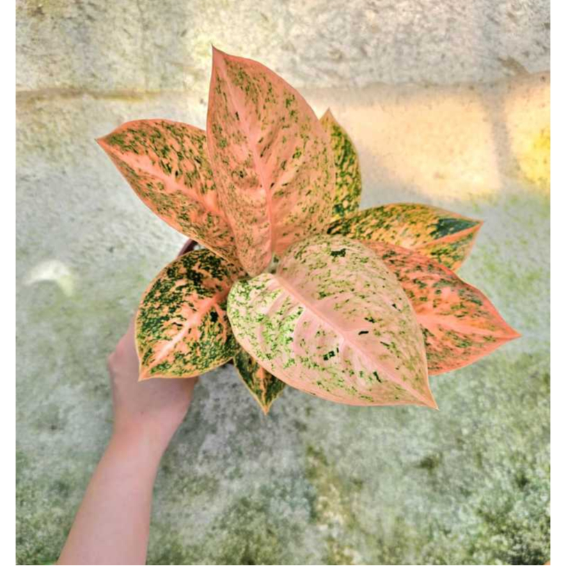 Aglaonema Stardust | Evergreen Prennial Herbs Plant | Shopee Malaysia