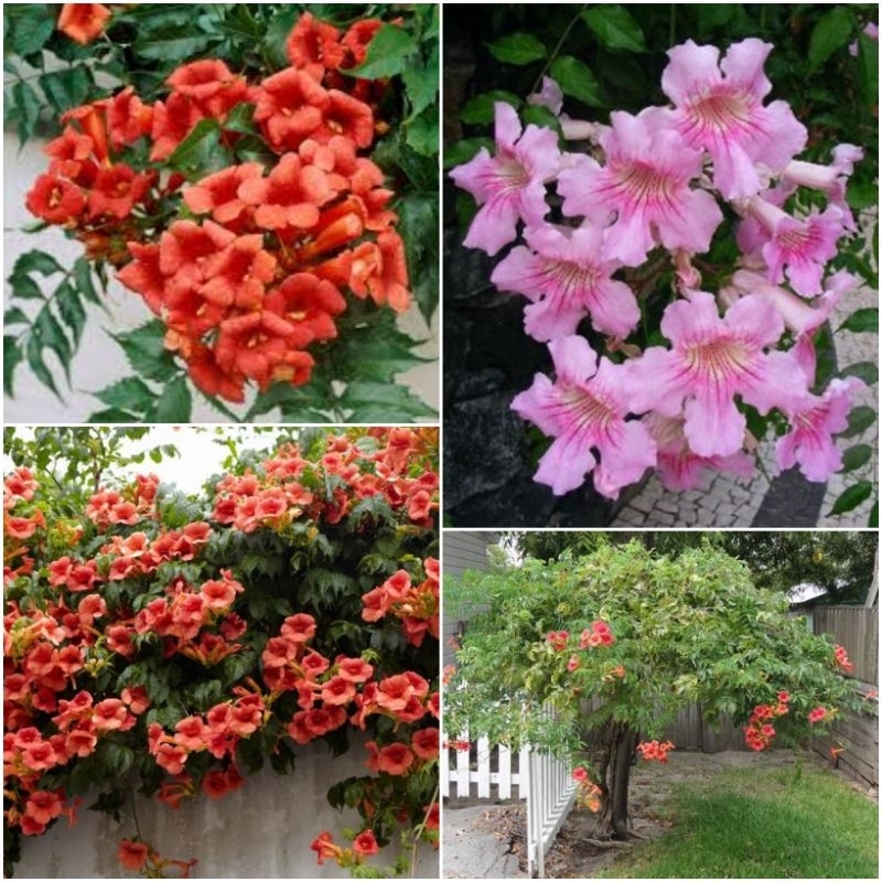 Pokok Bunga Trumpet Vine menjalar memanjat climbing tree | Shopee Malaysia