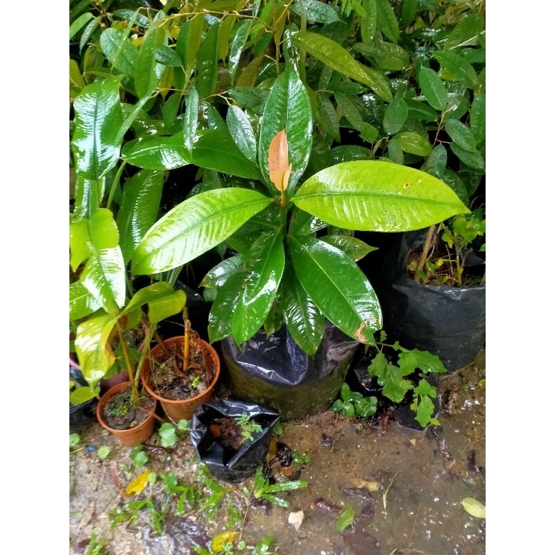 benih anak pokok manggis | Shopee Malaysia