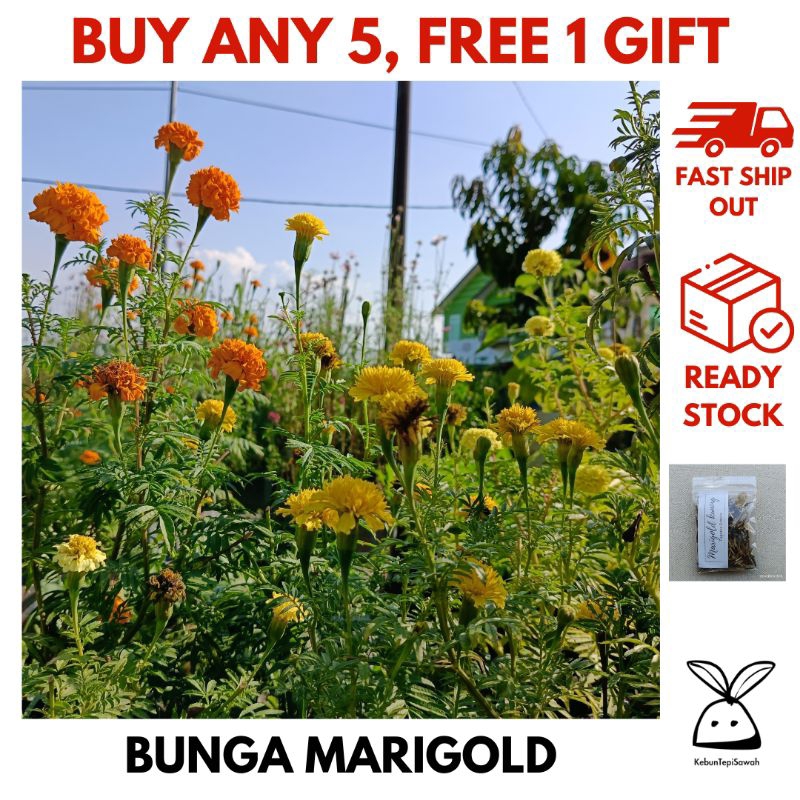 Benih bunga marigold kuning dan oren / bunga tahi ayam / peacocks ...