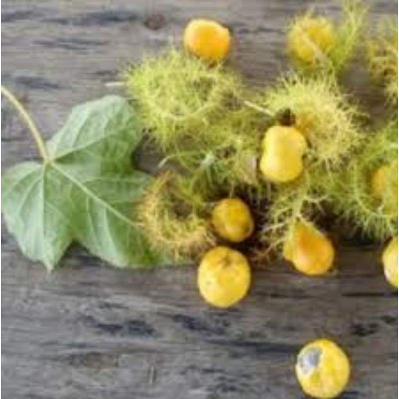 Buah ulat bulu/ markisa hutan masak 10 biji | Shopee Malaysia