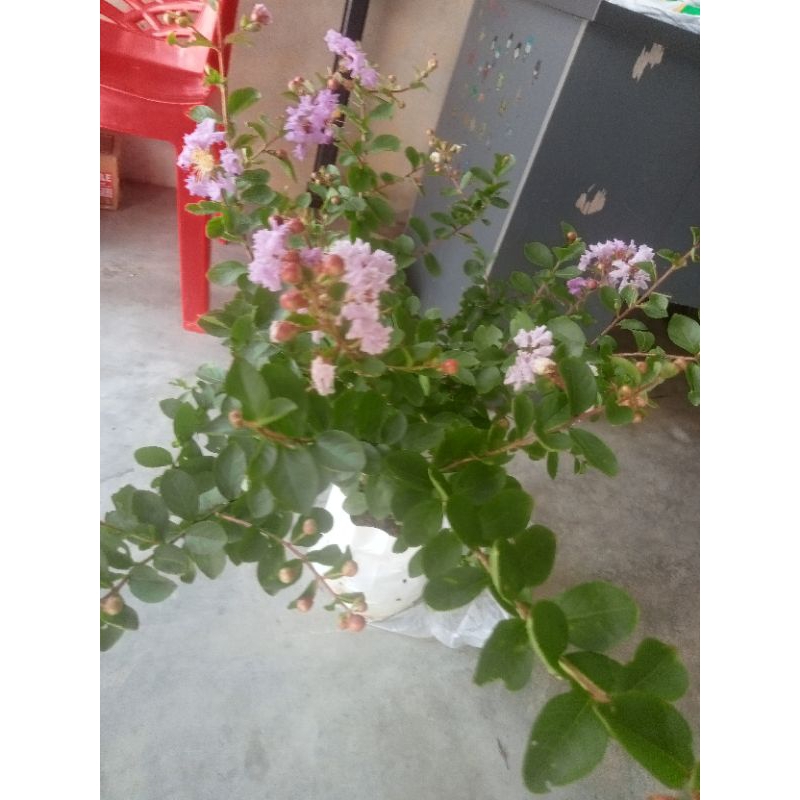 ZM Pokok Bunga Bungor @ Crype myrtle@Bunga Sakura daun hijau | Shopee ...