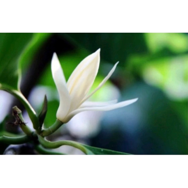 Pokok BUNGA Cempaka Putih Hidup / Michelia Alba / Magnolia | Shopee ...