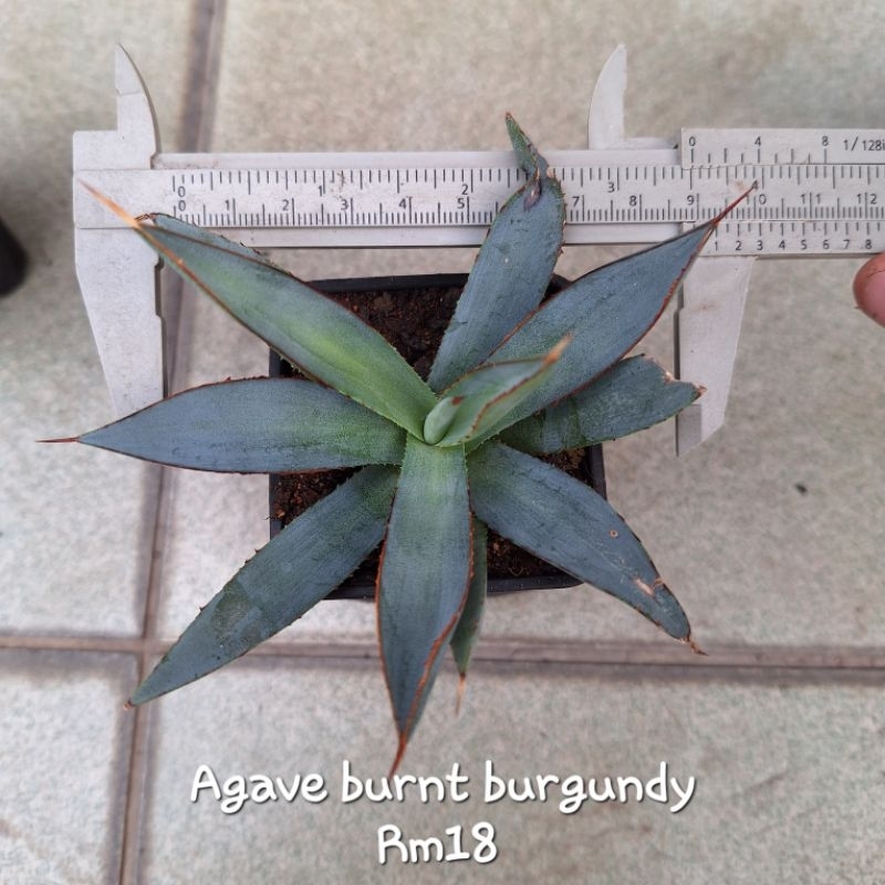 Plant (Agave burnt burgundy) | Shopee Malaysia