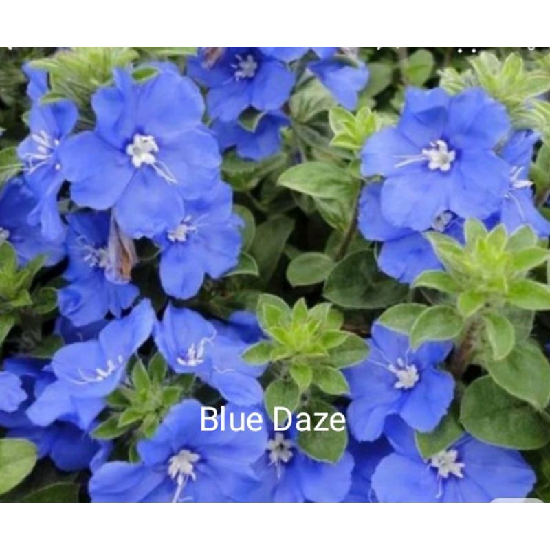Promosi Pokok Bunga Blue Daza ( Outdoor Plant) | Shopee Malaysia