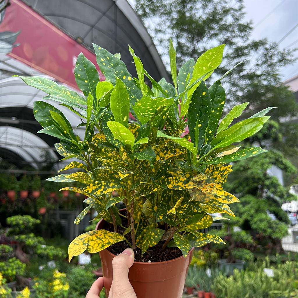 [Paling Horticulture Sdn Bhd] Pokok Puding Kuning | Codiaeum Yellow ...
