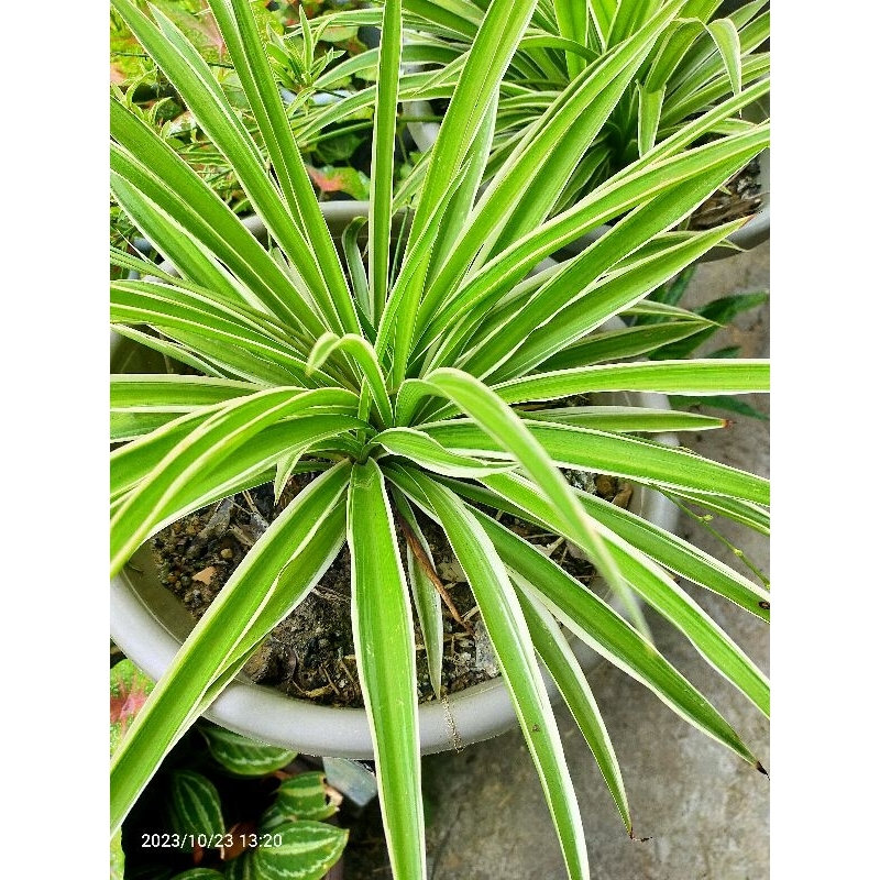 Anak pokok spider plant 1set(3pokok) | Shopee Malaysia