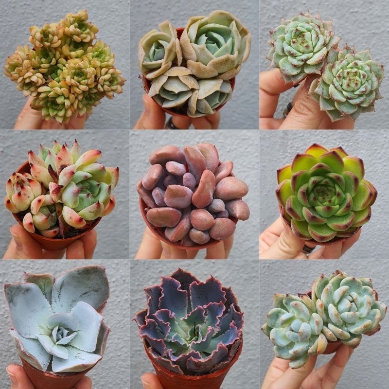 CACTULENT Imported (Limited): Succulent Live Plants | Shopee Malaysia