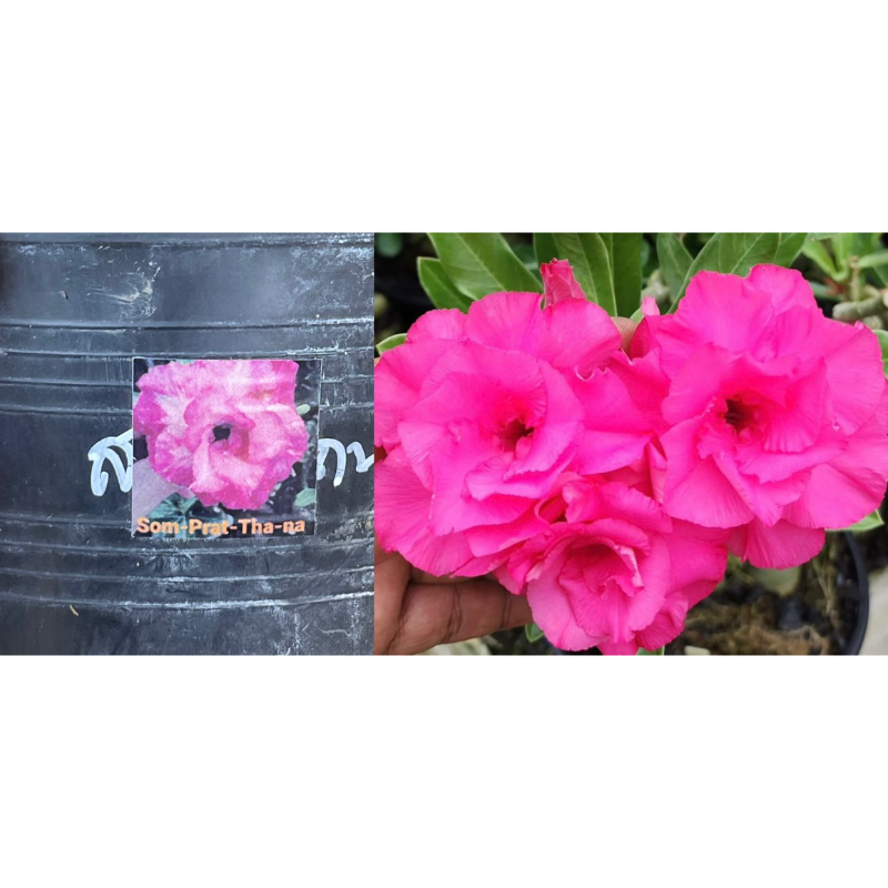 ADENIUM THAI REAL LIVE PLANT MULTI LAYER (POKOK BUNGA KEMBOJA ...