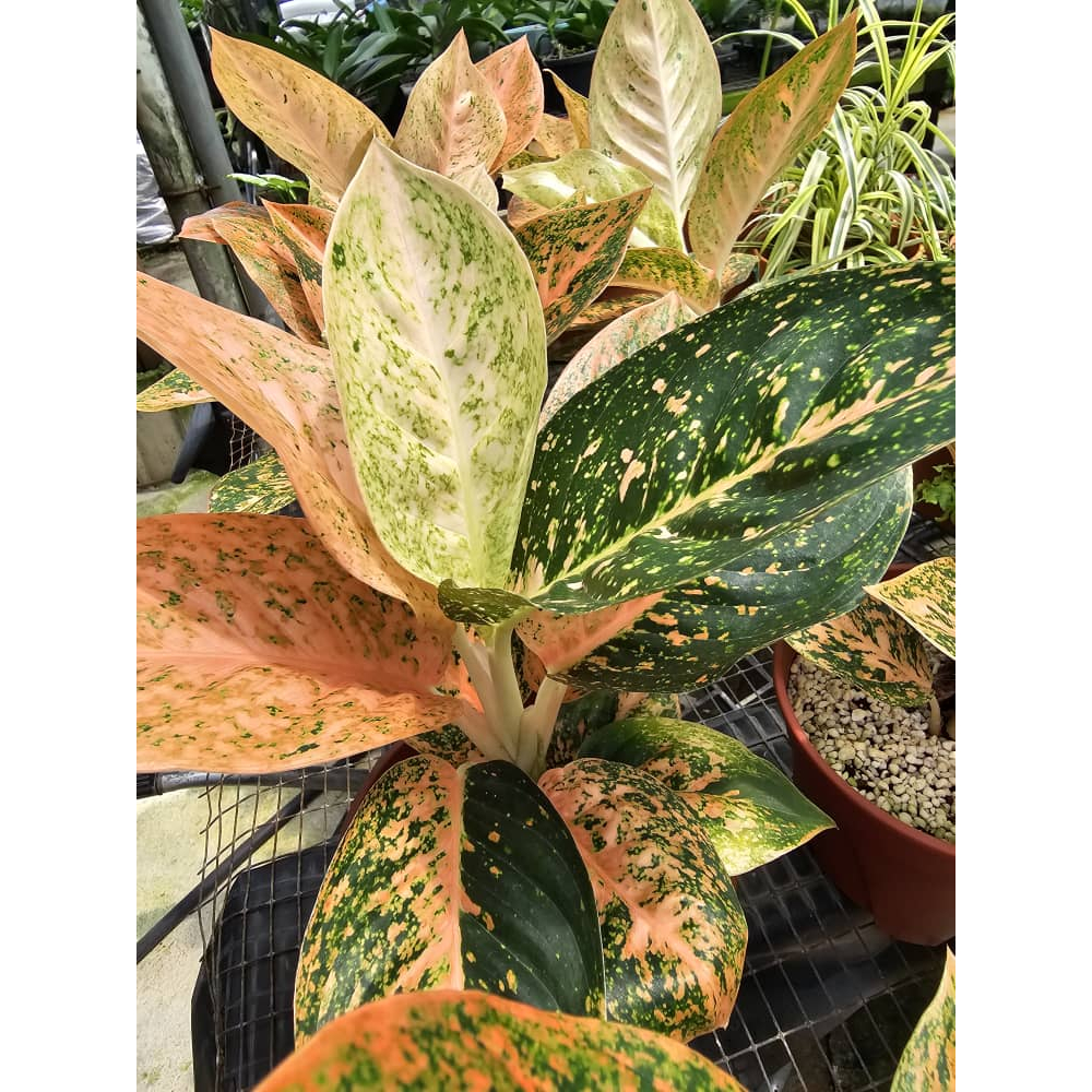 Aglaonema Stardust | Evergreen Prennial Herbs Plant | Shopee Malaysia