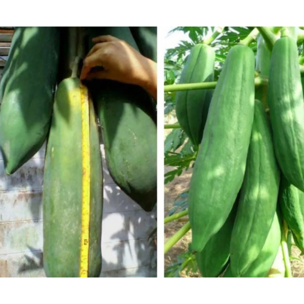2 Pcs Thailand Low Height Long Papaya Seed 2 Pcs 超矮泰国长木瓜种子/盆栽木瓜 Biji ...