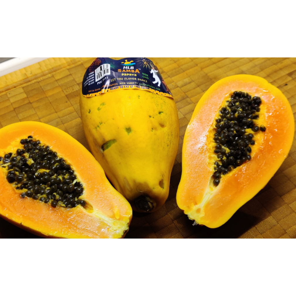 Biji Benih Samba Papaya Seed / Benih Biji Betik Samba - 10 Seed ...