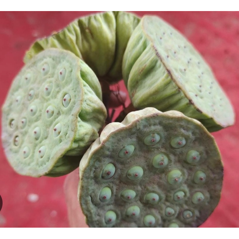 8 KUNTUM / TANGKAI BIJI TERATAI FRESH | Shopee Malaysia