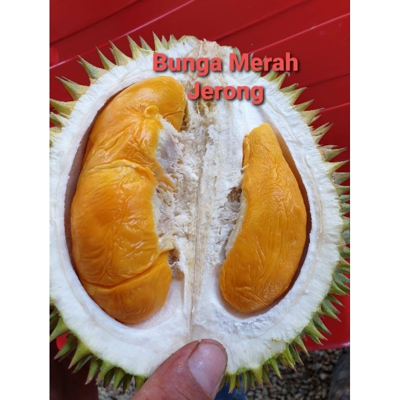 Jenis² Pokok Durian Bunga Merah Rare | Shopee Malaysia