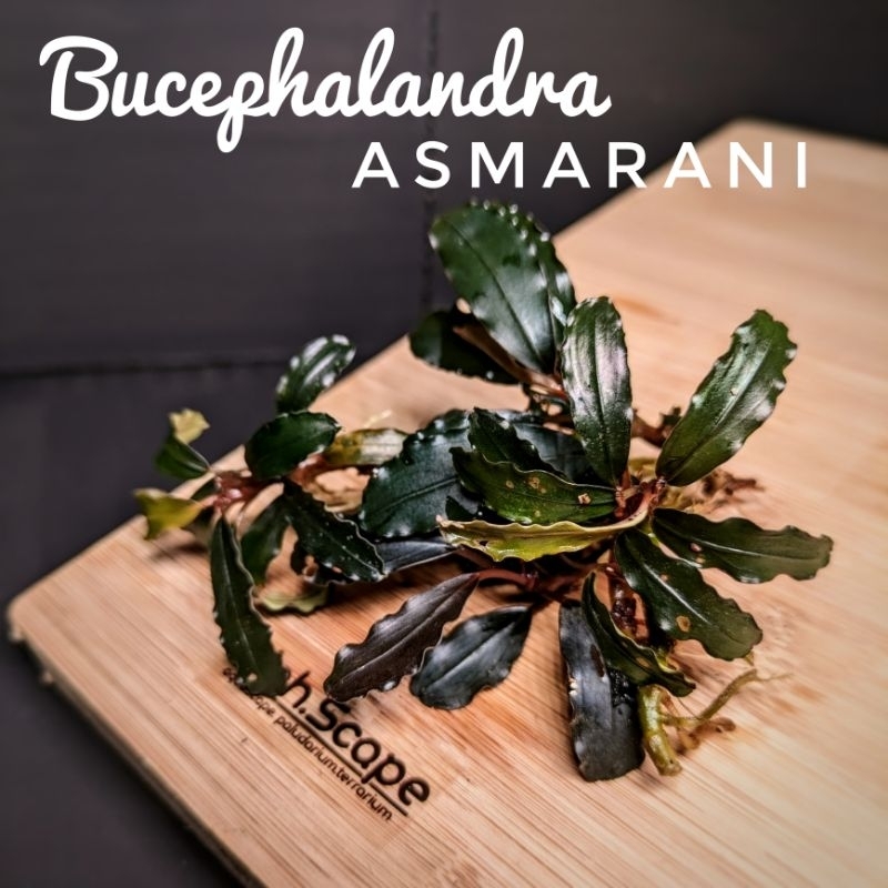 [BUY 4 FREE 1] Bucephalandra Asmarani (Stalk) aquatic plant for ...