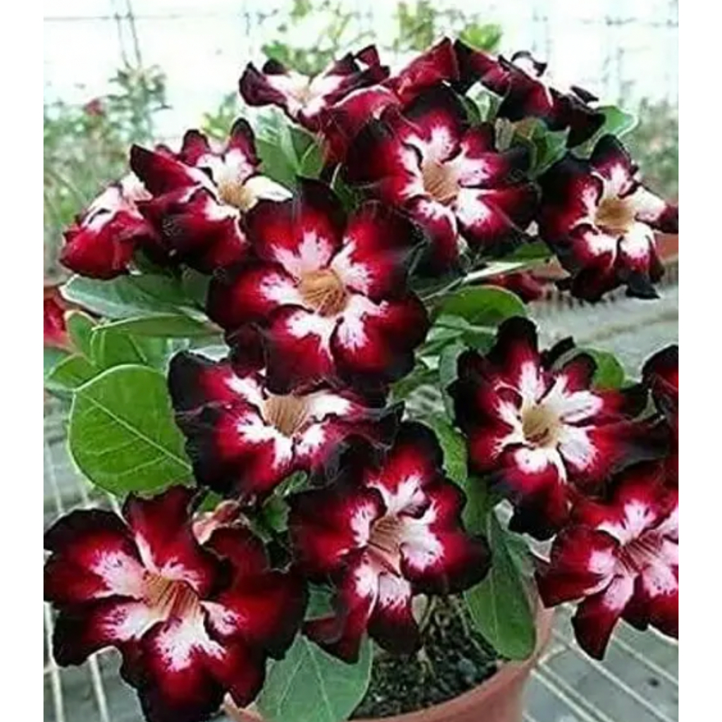 Desert Rose Adenium Obesum Seed AUSTRALIA IMPORTED Biji Benih Bunga ...