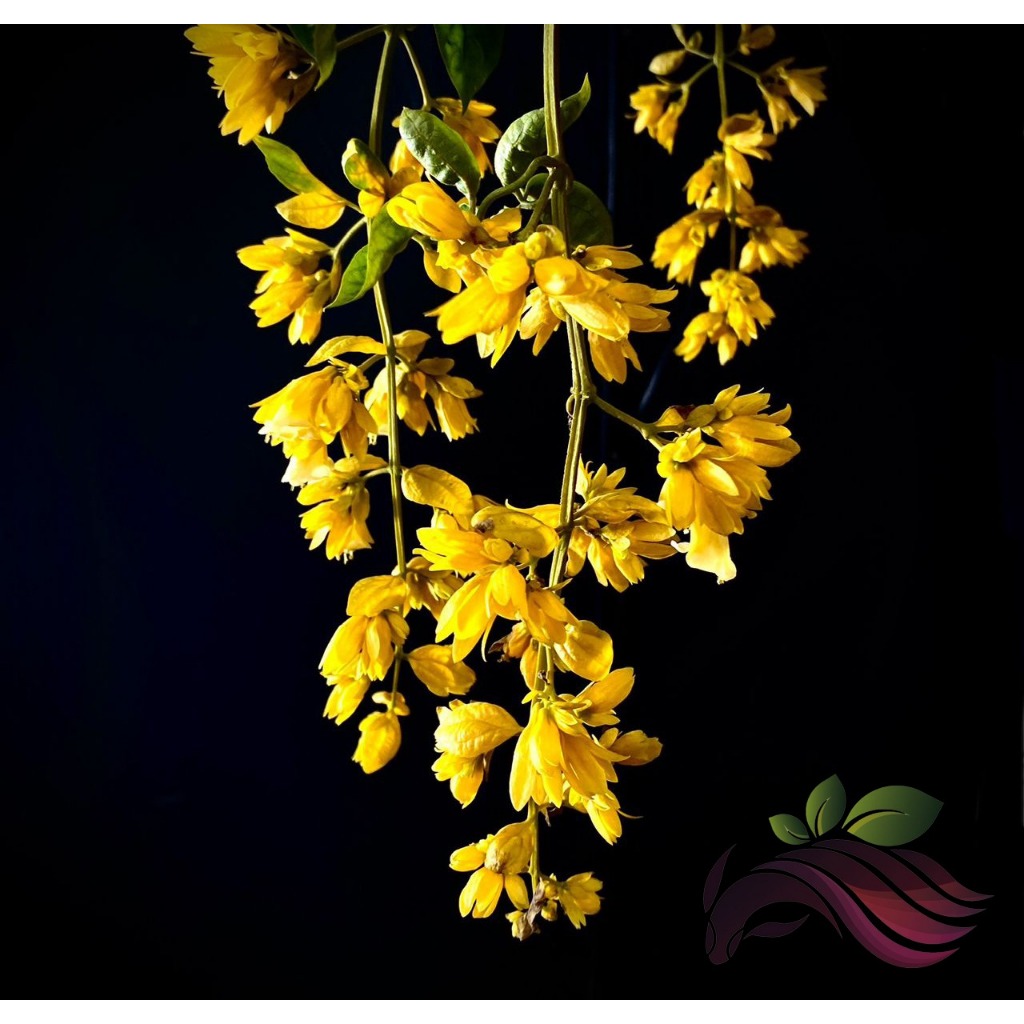 Golden Chain Vine 串串金 Nong Nooch Vine Tree (Petraeovitex Bambusetorum ...