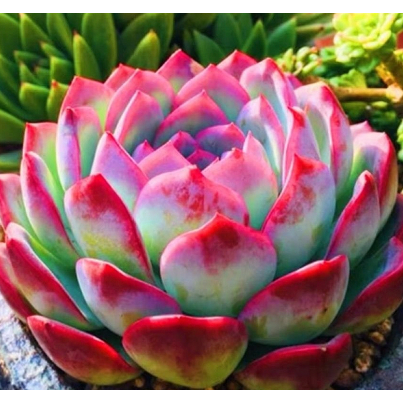 Red Edge Moon Shadow Rose Side Shadow Good Feeding Succulent Seed ...