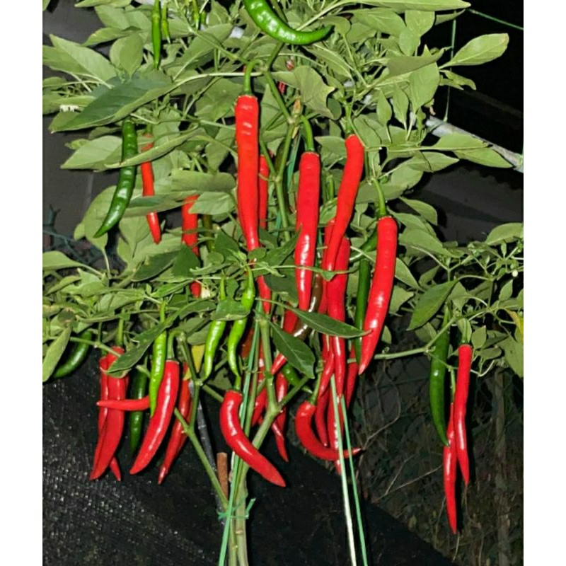 BIJI BENIH CILI BESAR 30 BIJI 🔥baca description untuk free🔥 | Shopee ...